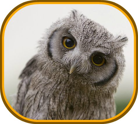 Storytime ABC's: Flannel Friday: Whooo Whooo?