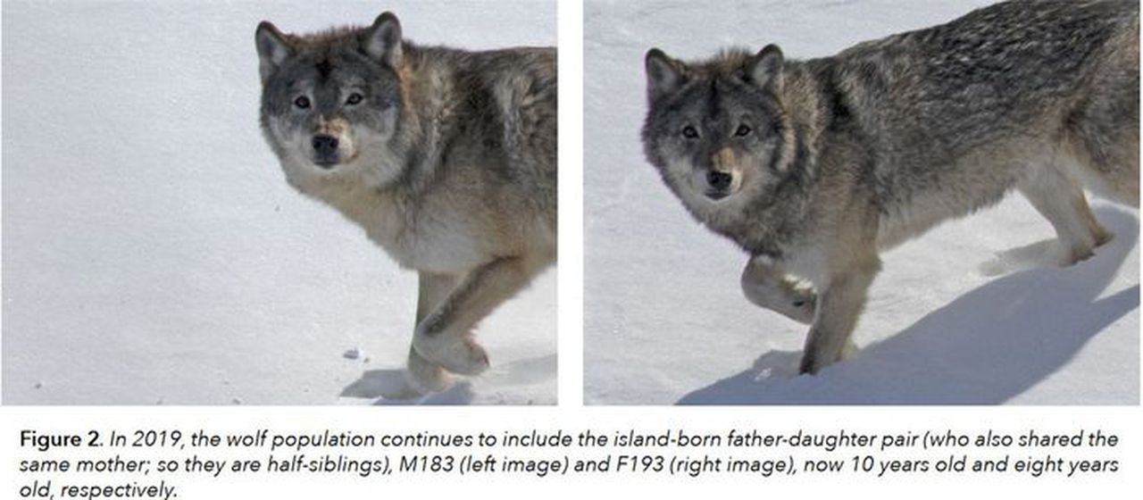 DAVID NIETO MACEÍN. ETOLOGÍA Y CONSERVACIÓN DEL LOBO: ¿CÓMO VA LA ...