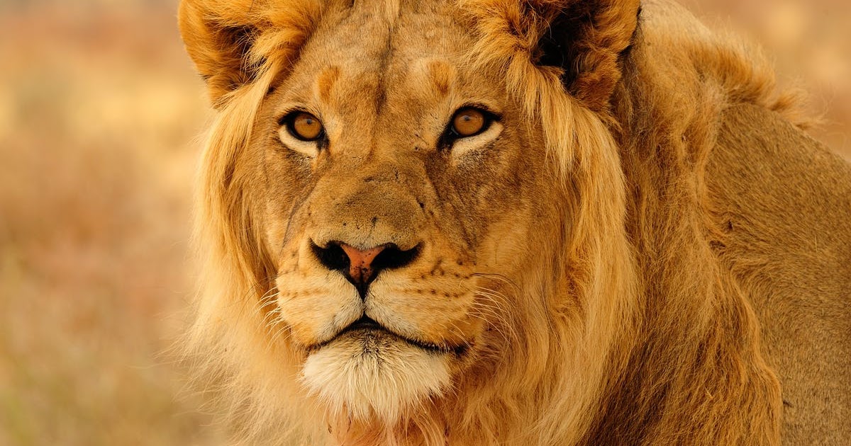 How the Shumba clan settled in Chivi