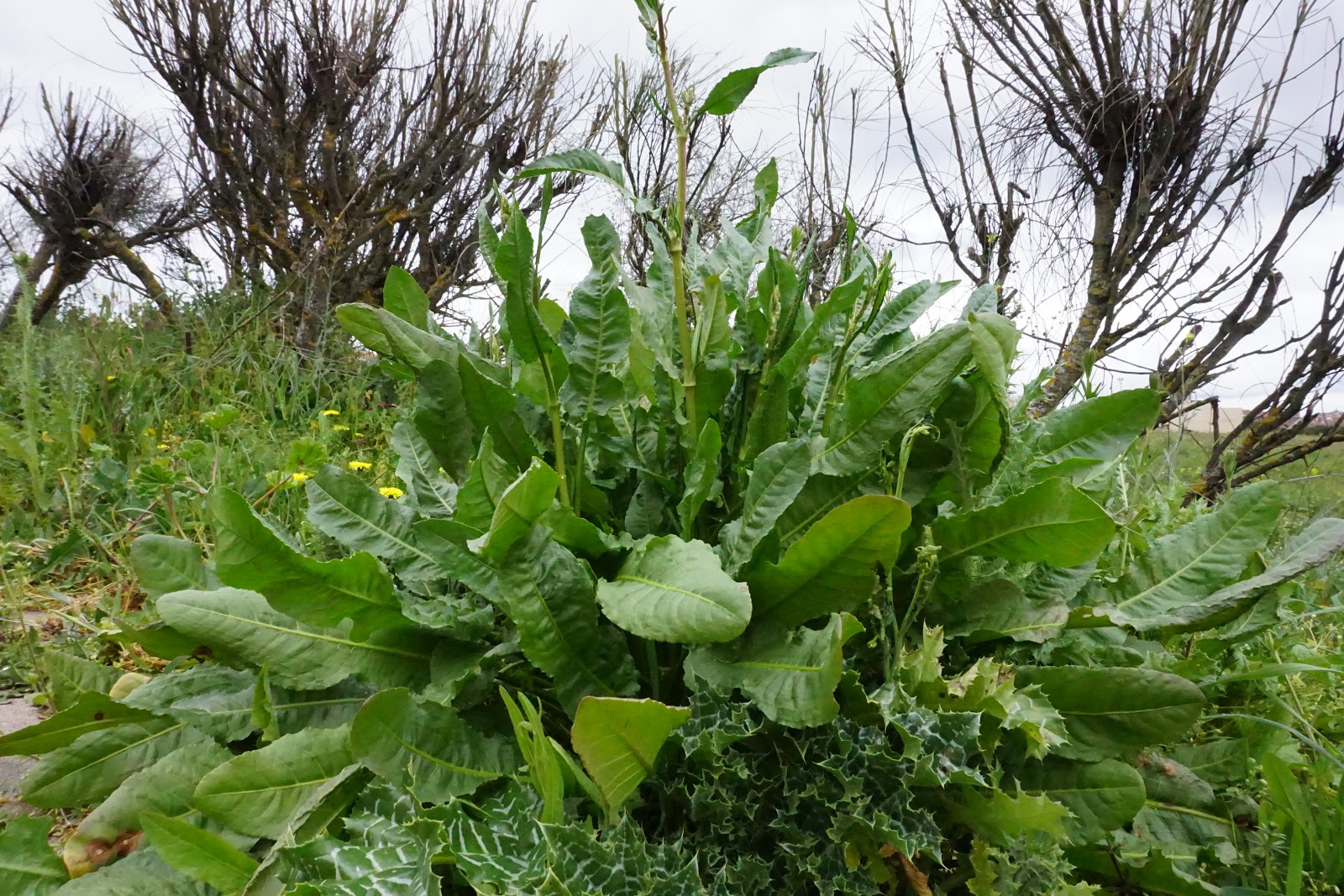 Plantas de Huerta Otea, Salamanca: Acedera común, vinagrera (Rumex acetosa)