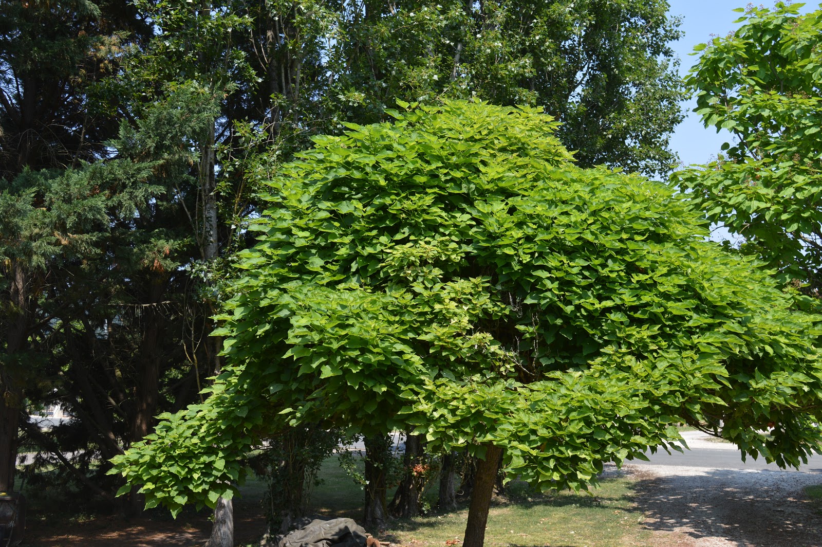 The Golden Age in France: What trees? Part 2