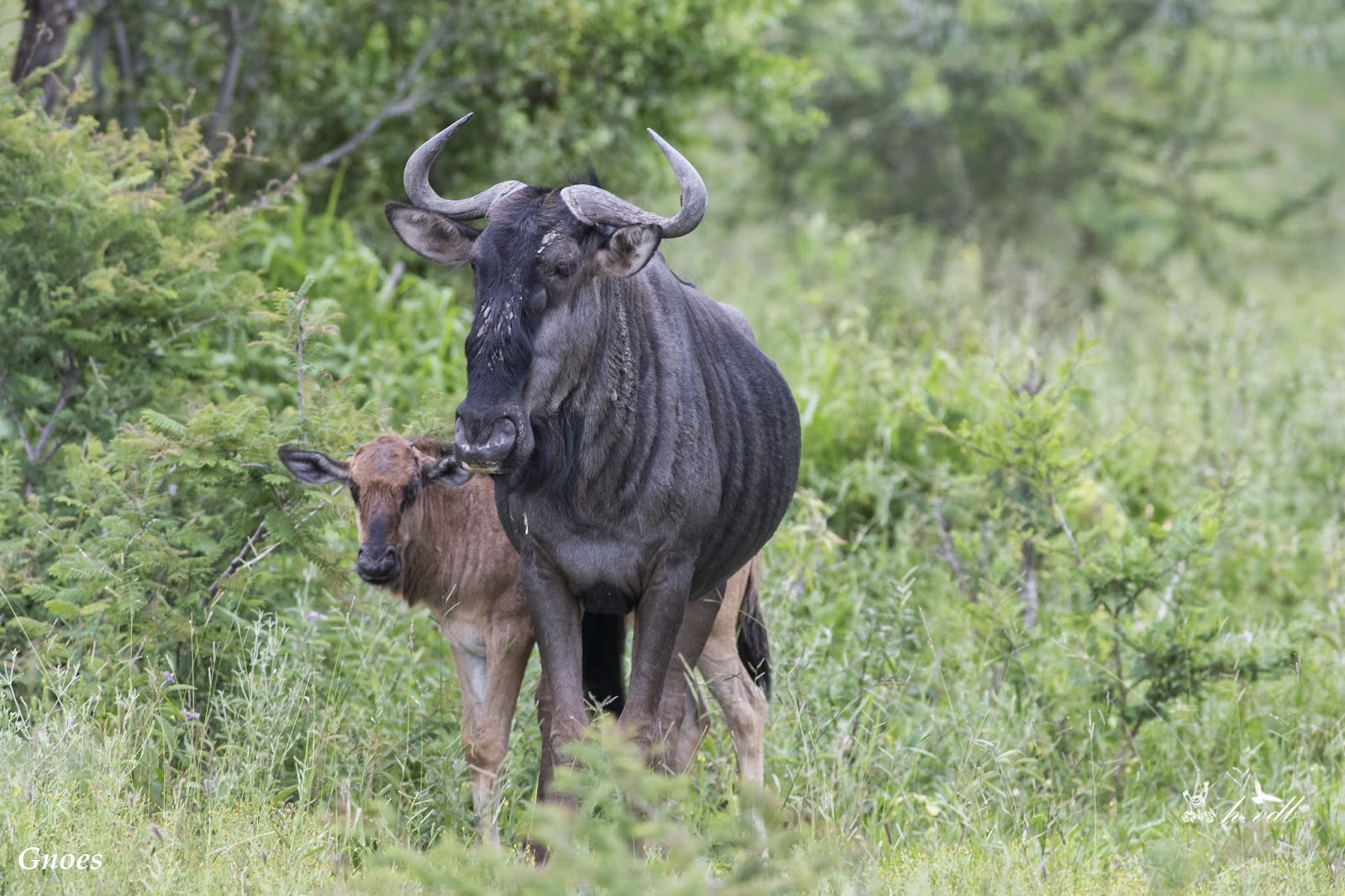 vogelparadijs: Z. Afrika, Ethiopië, Costa Rica