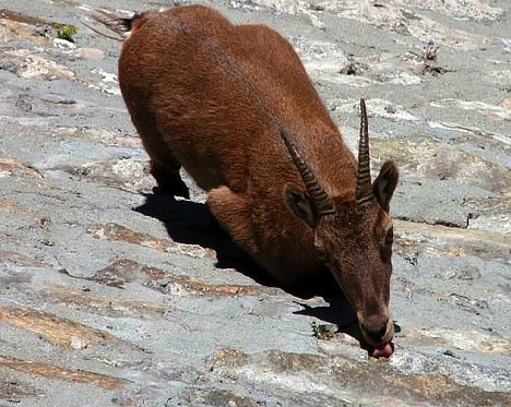ResumoAnimalVegetal: CABRAS MONTANHESAS
