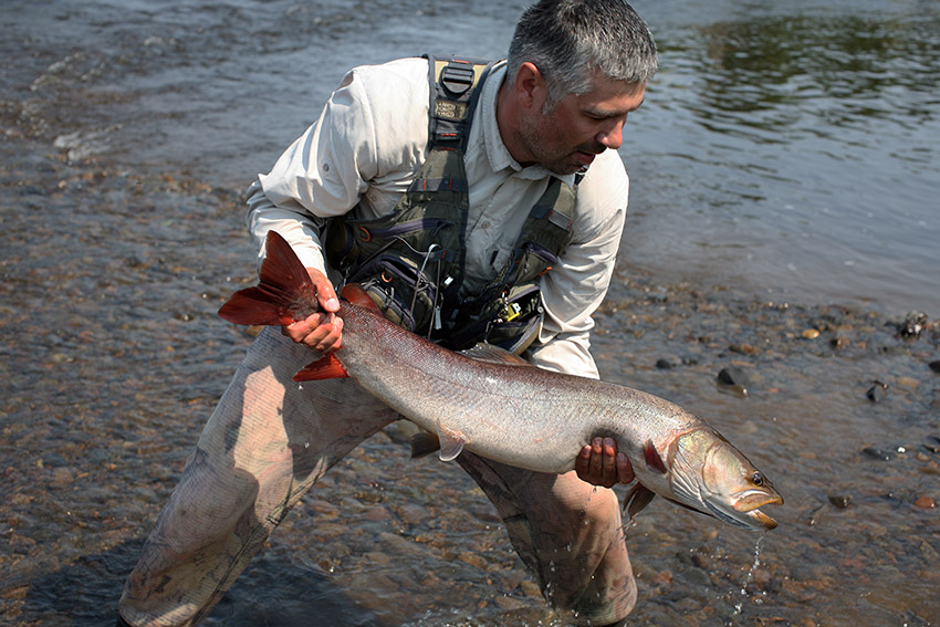 Chavanga Fish Blog: Giant taimen fishing. Part 1. Part 2. NEW pics