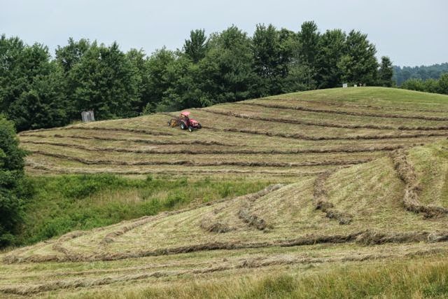Sideway Views: putting up hay, gardens growing, a day of being where I am