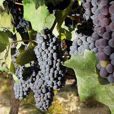 Diácono Luis Brea Torrens