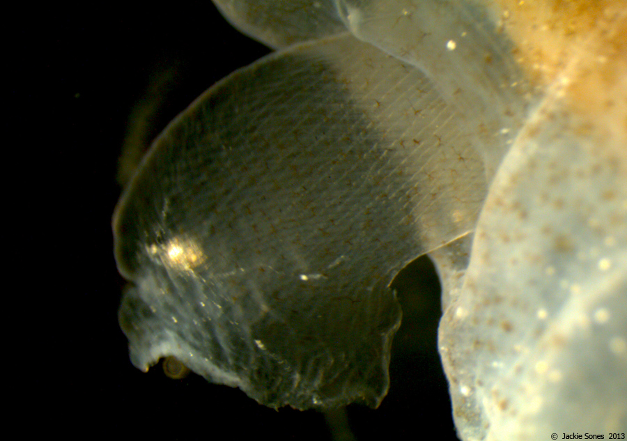 The Natural History of Bodega Head: Angel on the sand