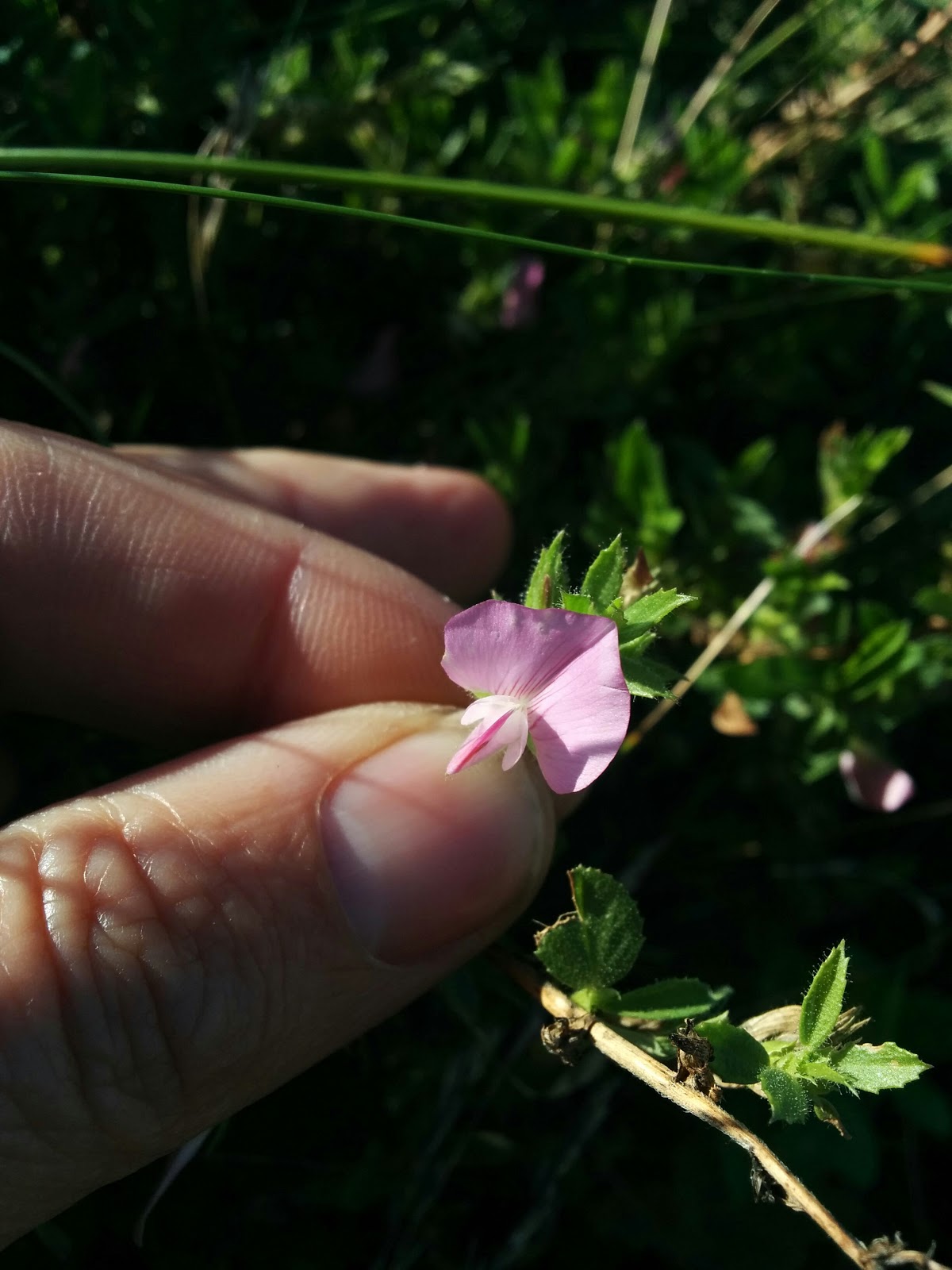 Wild Life: Common Restharrow