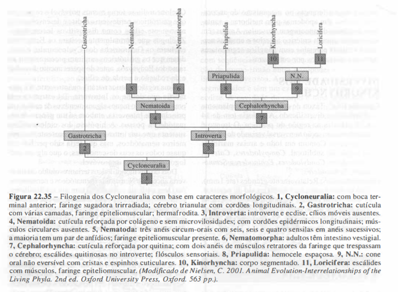 WikInver: Loricifera