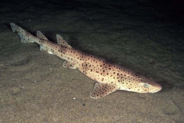 Sharks In Greece: Species Of Sharks In Greece