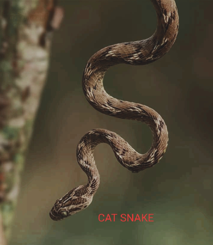 Snakes of jammu and kashmir
