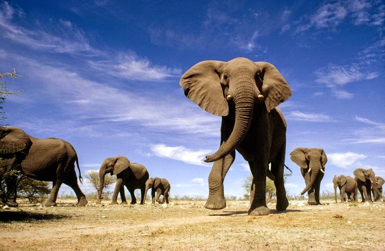 M. Raeder - Photography: Bull Elephant Behavior