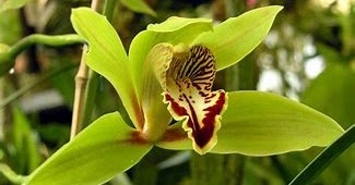 Las Orquídeas: Clasificación y Sus partes