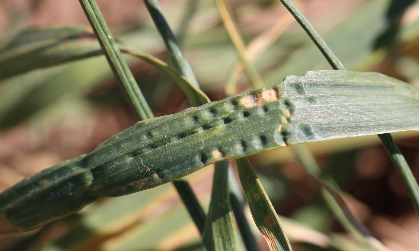 Southern High Plains IPM: Brown wheat mite populations are high