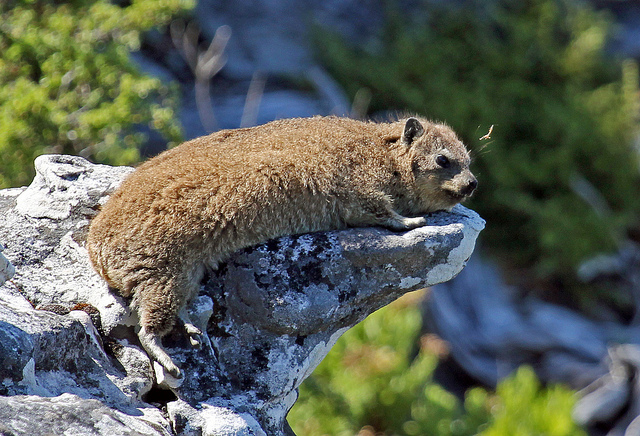 The Hyrax – The Elephant’s Cousin | The Ark In Space