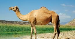 What do you know about camels