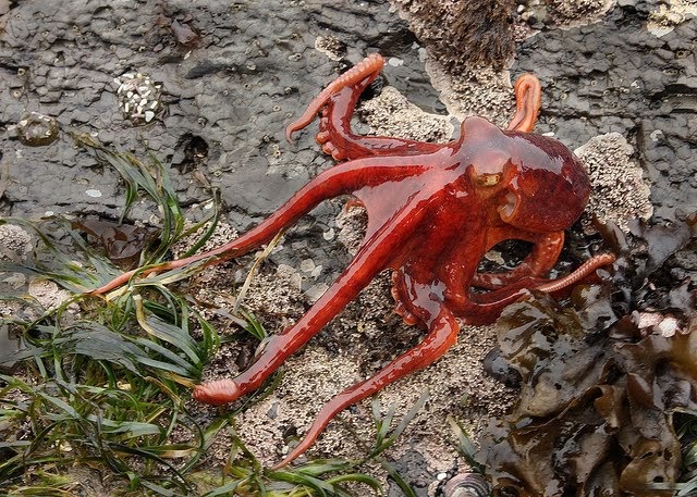 White Wolf : Octopus Crawls Out of Water and Begins Walking on Land (Video)