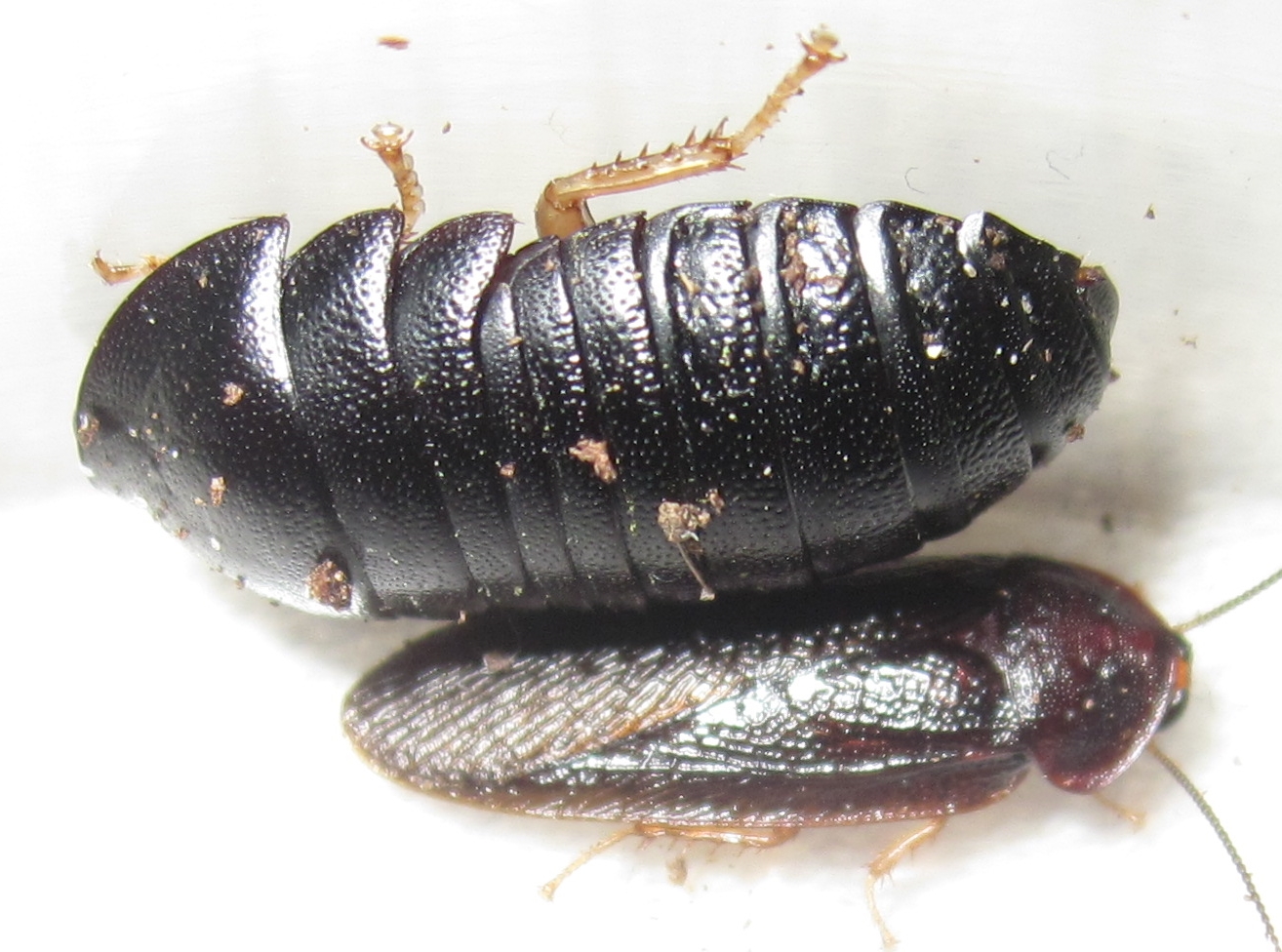 Perisphaerus pygmaeus (Pygmy Roly-poly Roach) - Page 3 - Cockroach Photo Gallery - Allpet ...