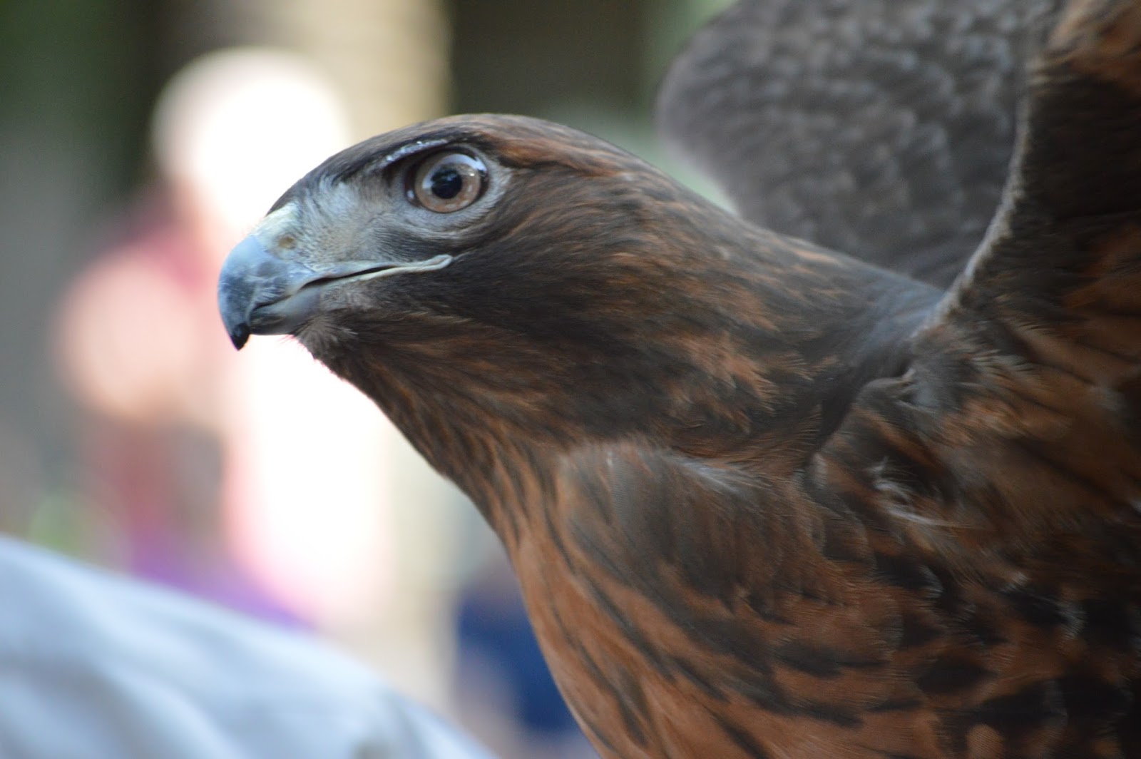 Annabanana: Harris's Hawk