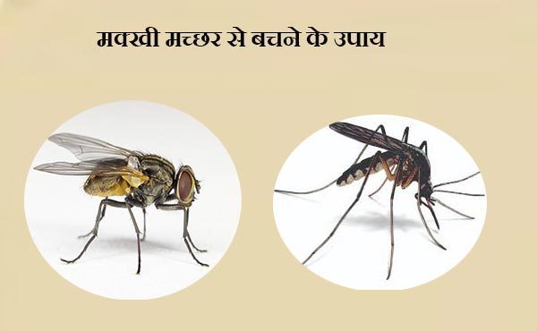मक्खियों और मच्छरों से छुटकारा पाने के लिए अपनाएँ ये सुरक्षित और अचूक ...
