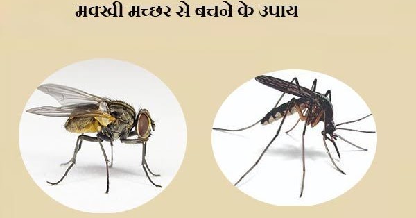 मक्खियों और मच्छरों से छुटकारा पाने के लिए अपनाएँ ये सुरक्षित और अचूक ...