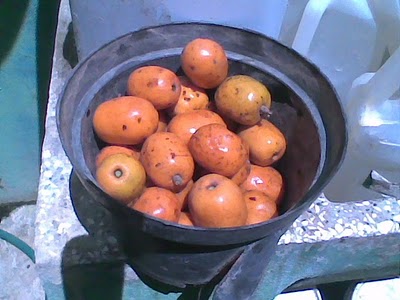 FRUTAS Y VEGETALES EXÓTICOS : Jobo