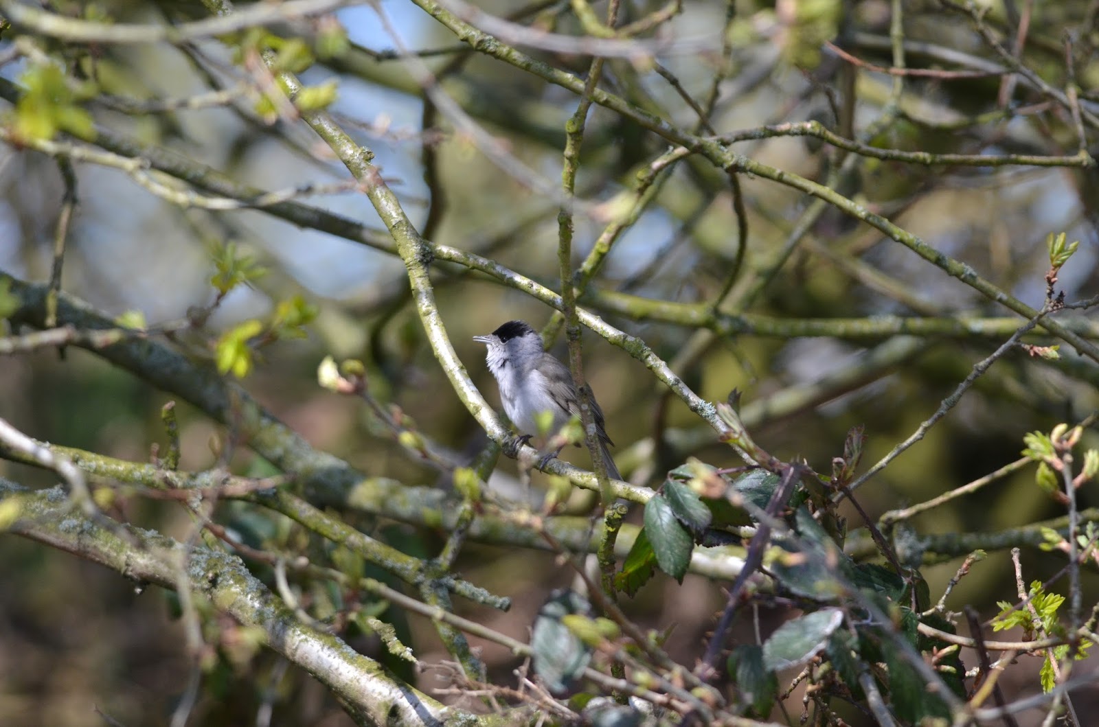 The Early Birder: Woolston Eyes Nature Reserve