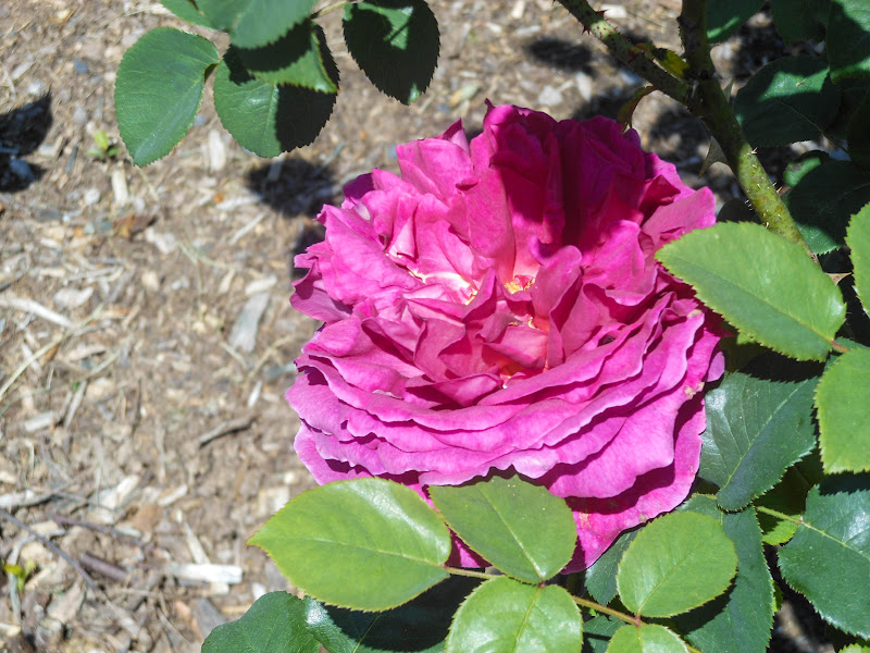 Garden State Roses: Reeves Rose Garden Update