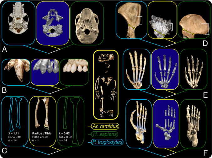 Paleoantropología hoy: La filogenia del Ardipithecus
