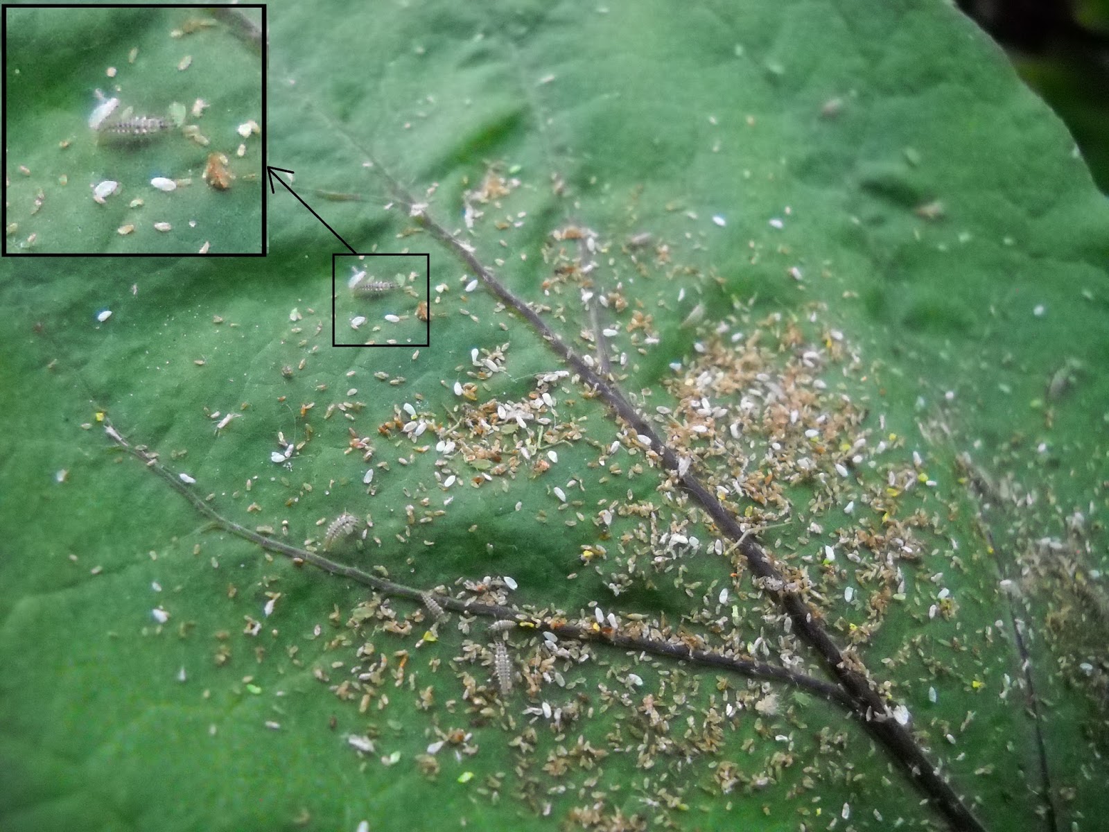 Weg naar zelfvoorziening: Bladluizen bestrijden