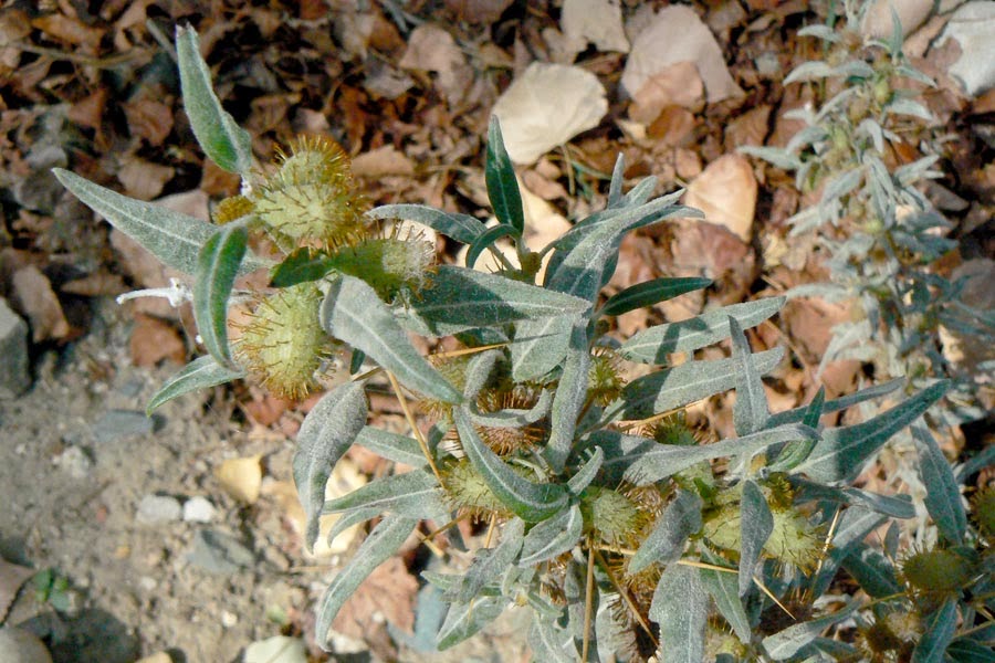 Wildflowers of Andalucia: Xanthium spinosum