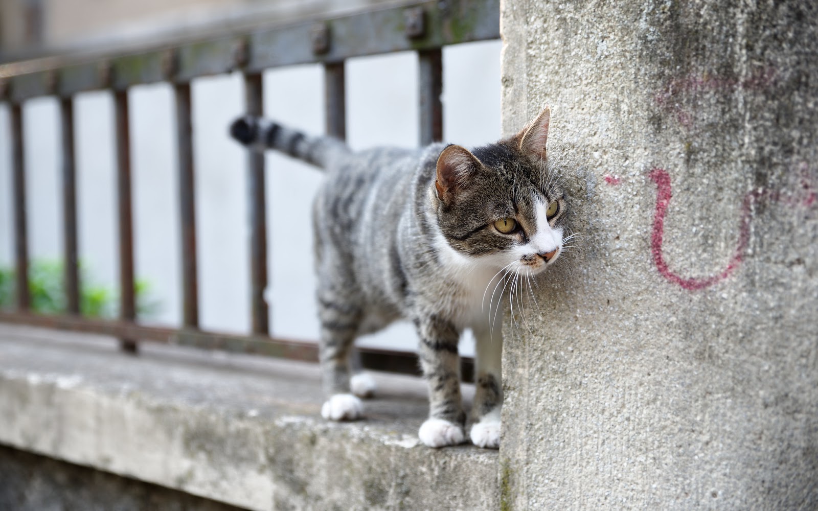 Kitty corner Ngh a L G kitty-corner-ngh-a-l-g