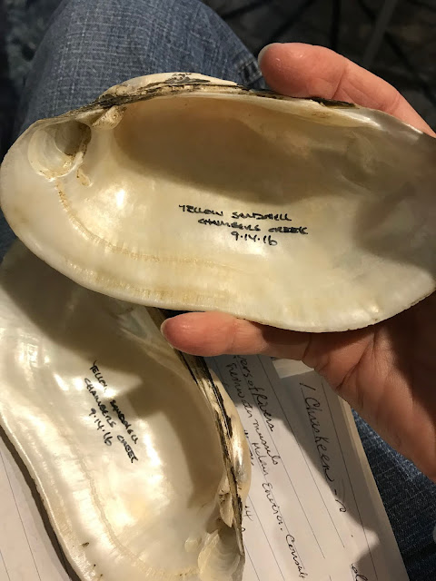 Window on a Texas Wildscape: Texas mussels