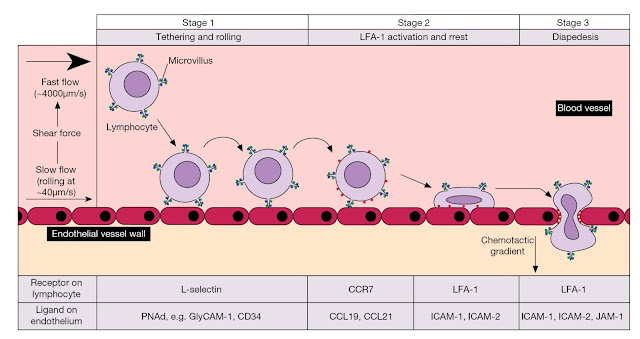 LYMPHOCYTE HOMING - pediagenosis