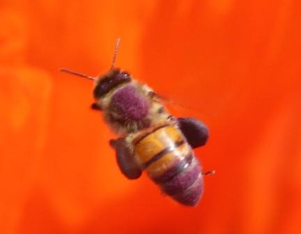Life After Rowangarth Farm: Purple bees!