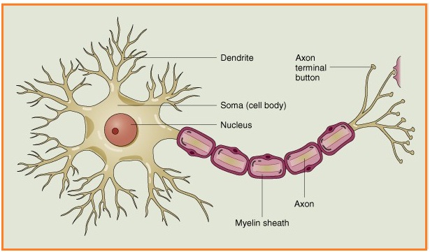 BIOLOGI GONZAGA: SEL SYARAF - NEURON