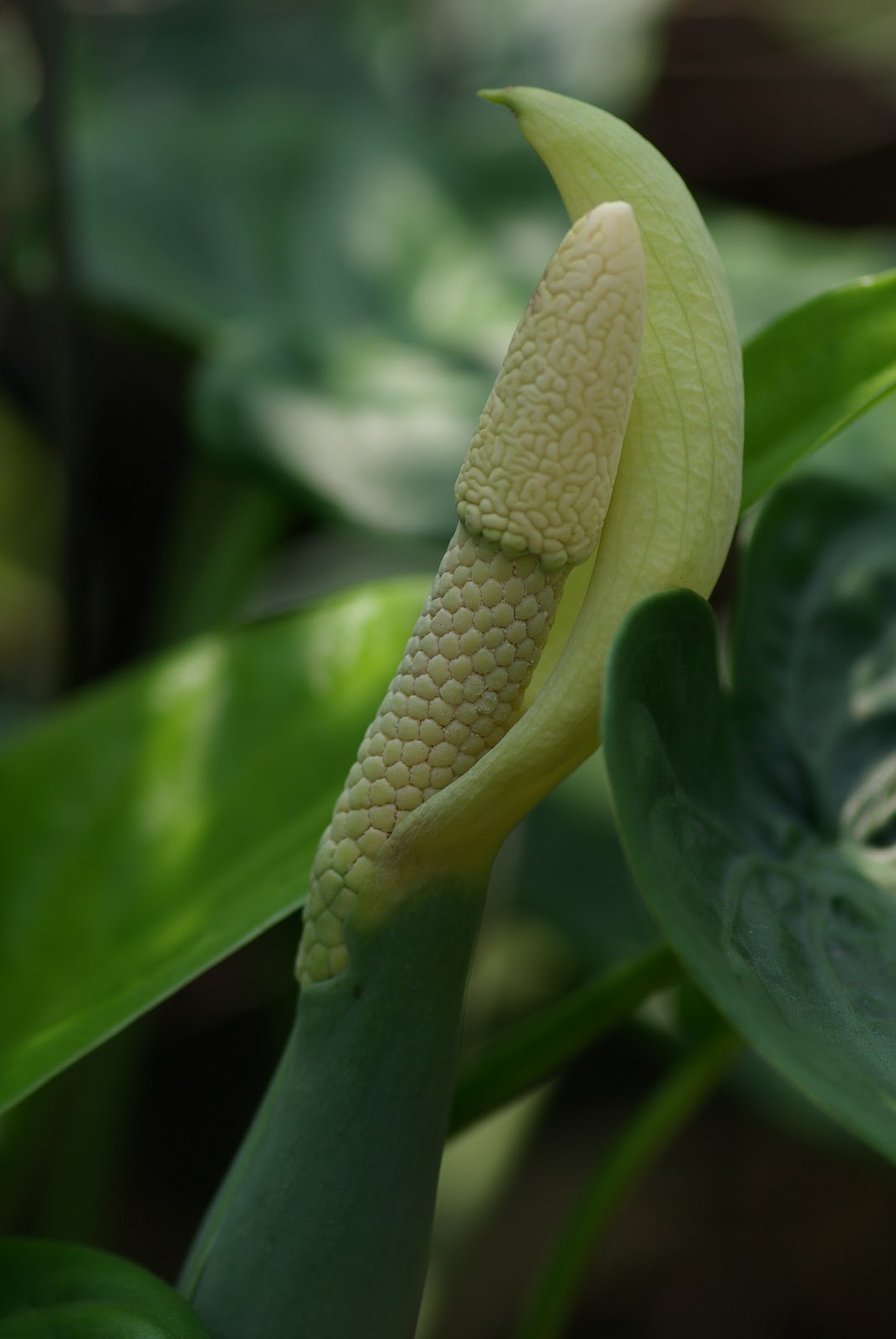 Johnson's bromeliads & falconry: Chinese Taro