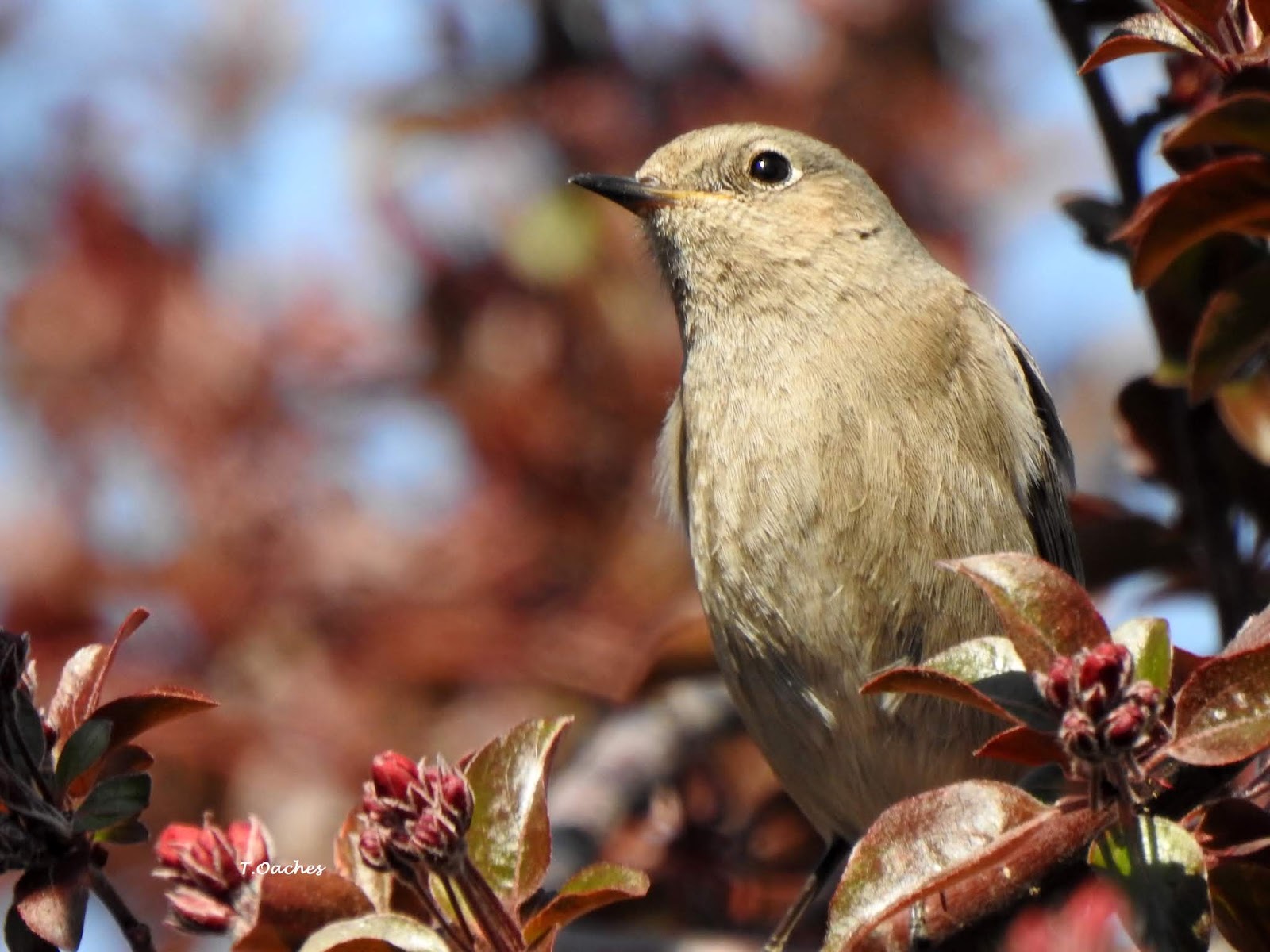PASARI DIN ROMANIA: CODROS DE MUNTE (1), Phoenicurus ochruros