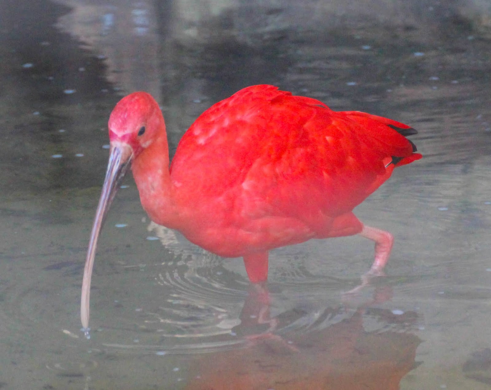 Cannundrums: Scarlet Ibis