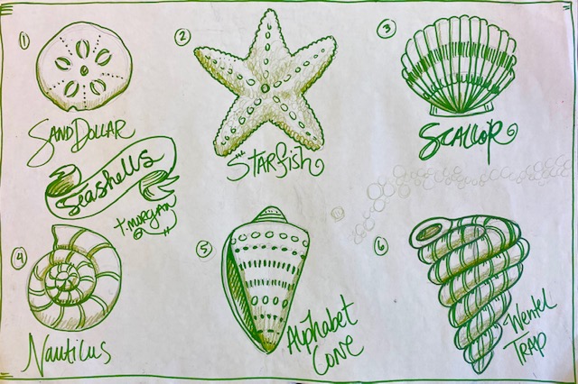 The Lost Sock : SeaShells by the SeaShore