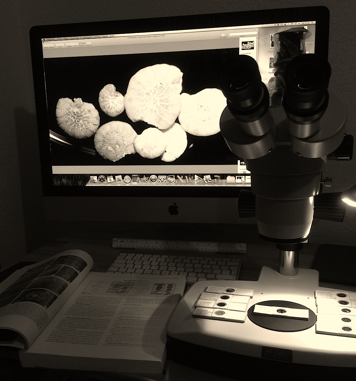 Rafael Microfauna Marina: Microfósiles