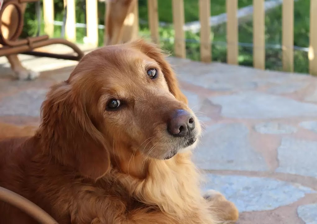 What Is The Most Docile Dog Breed