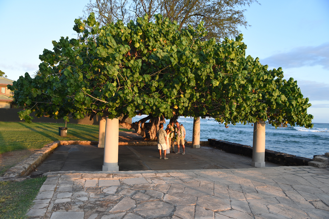 Waikiki Weddings: Leahi Park