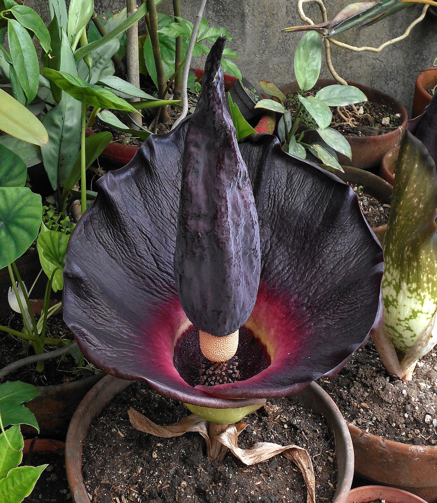 Two Amorphophallus urceolatus are about to tie the knot!