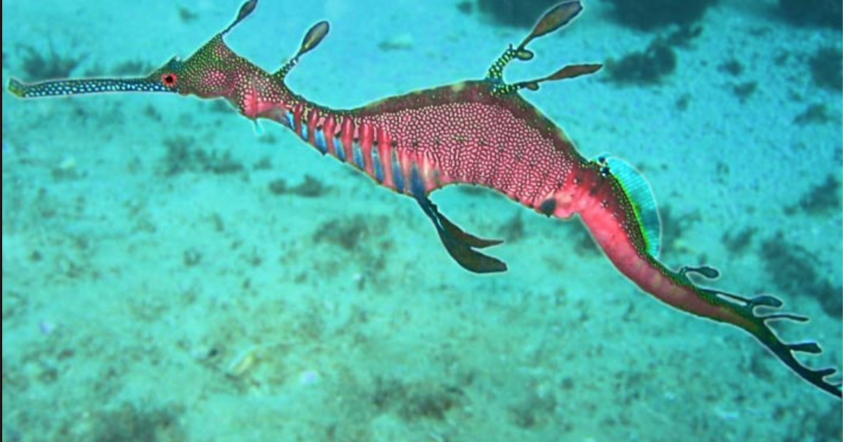 Rare Ruby Sea Dragon Caught on Film, First Discovered in 150 Years
