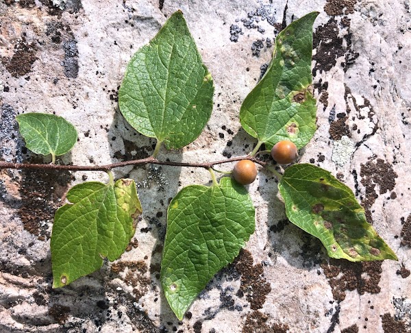 Mountain Edibles: Celtis reticulata