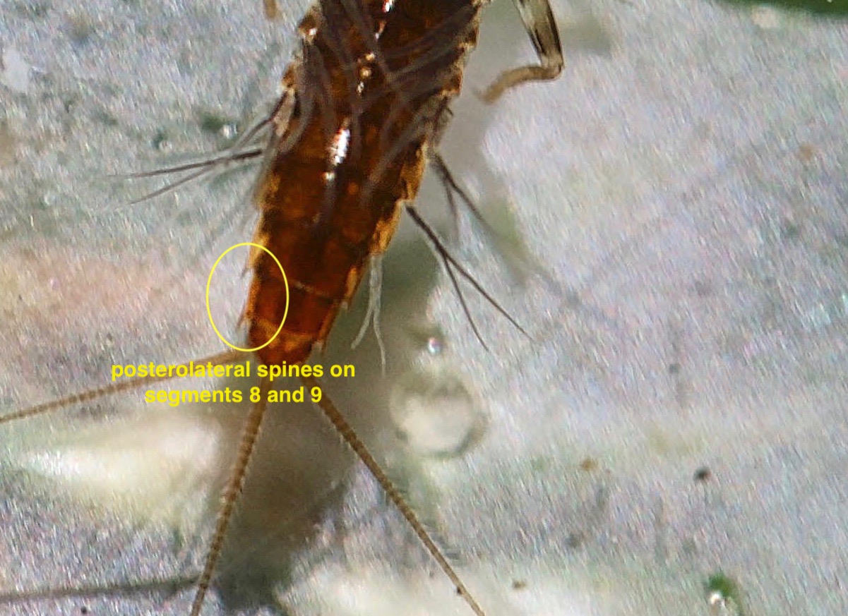 Aquatic Insects of Central Virginia