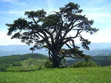 Per@ Travel: STARI VLAH