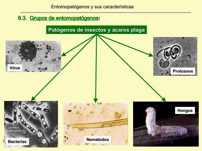 Amantes de la Fitopatología: CONTROL BIOLOGICO