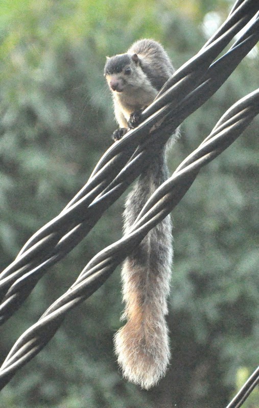 philipveerasingam: 'Dhandu Lena' S, 'Mara Anil' T, Sithulpawwa, Sri Lanka.